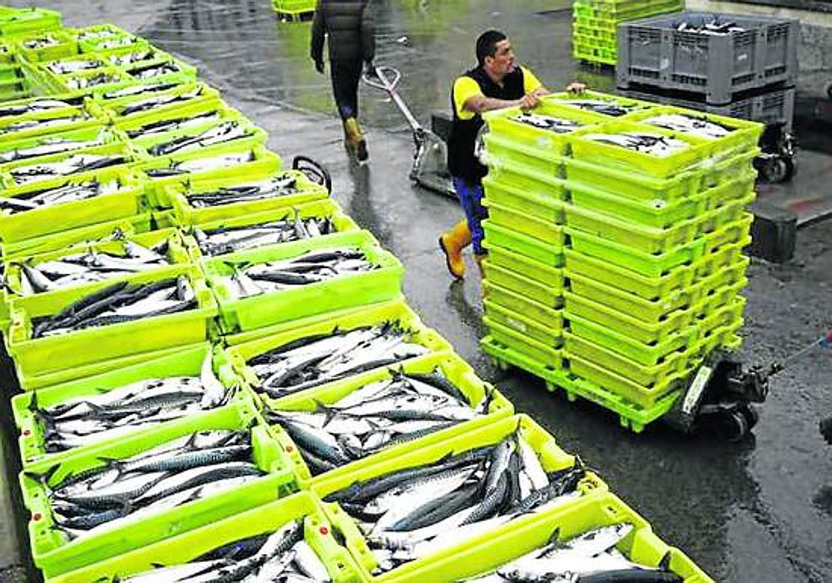 Retrasan la costera del verdel por desconocer el reparto de las cuotas ...