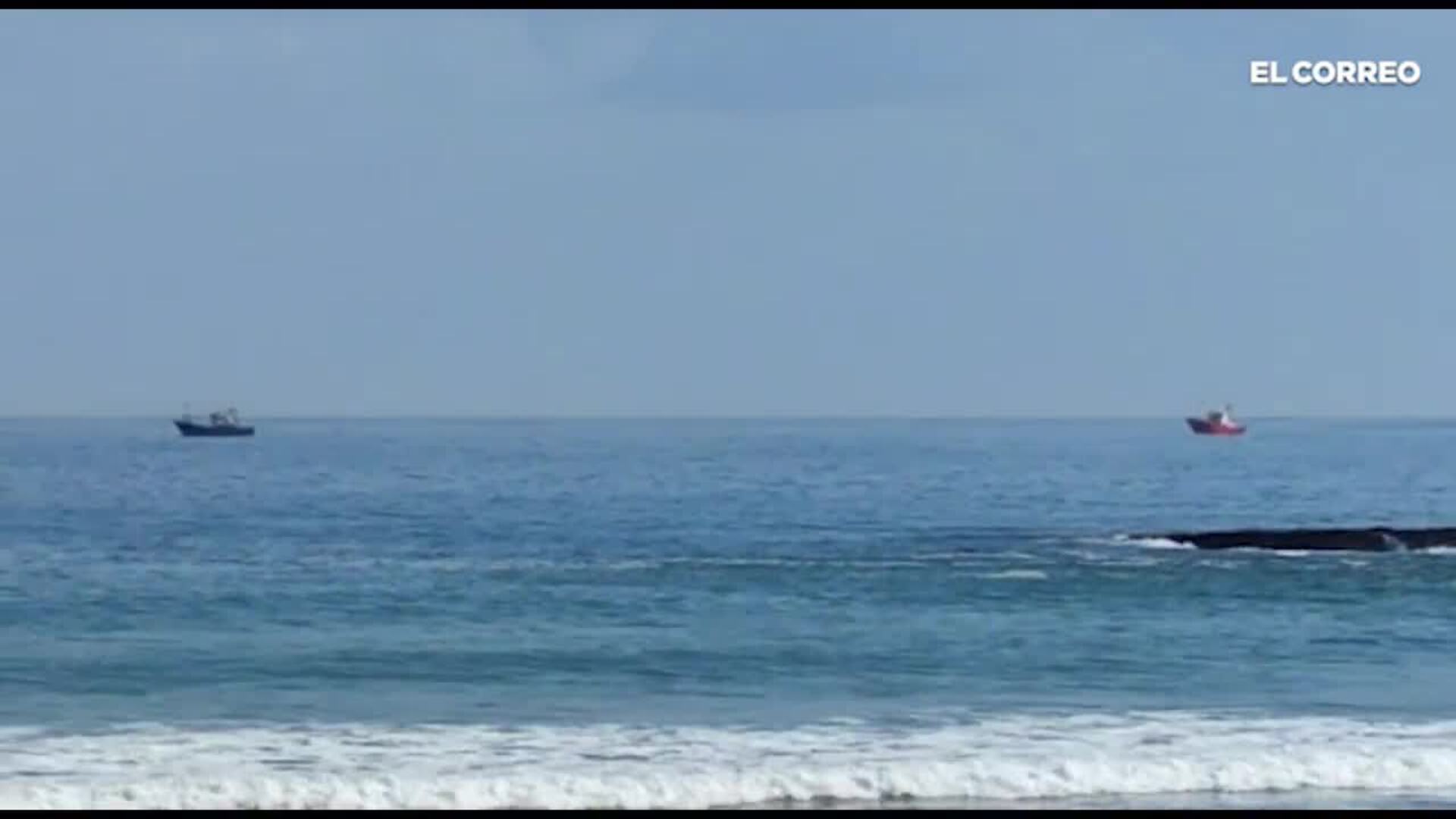 La flota de bajura faena más cerca que nunca de la costa | El Correo