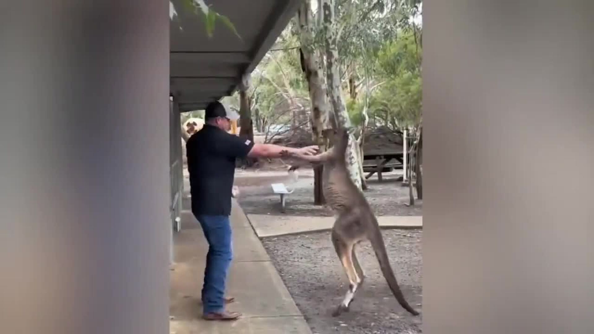 Pelea entre un turista y un canguro en un zoo de Australia | El Correo