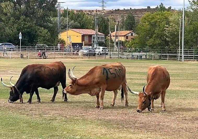 La caca de la vaca que vale 7.000 euros | El Correo