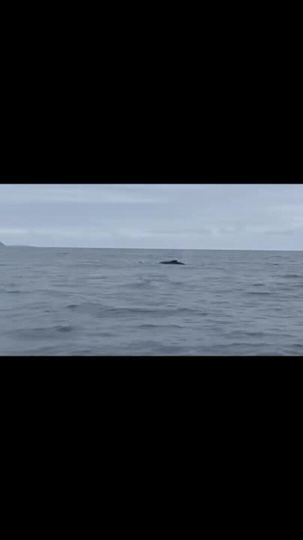 Avistan dos ballenas frente a la costa de Santurtzi | El Correo