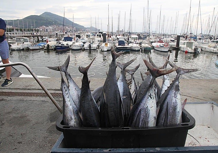 El campeonato de pesca de bonito vuelve al Abra tras diez años con 20 ...