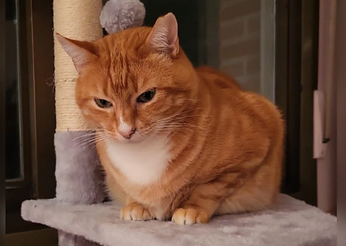 El «susto» del gato Rodolfo y su dueña tras un incendio en Getxo | El ...