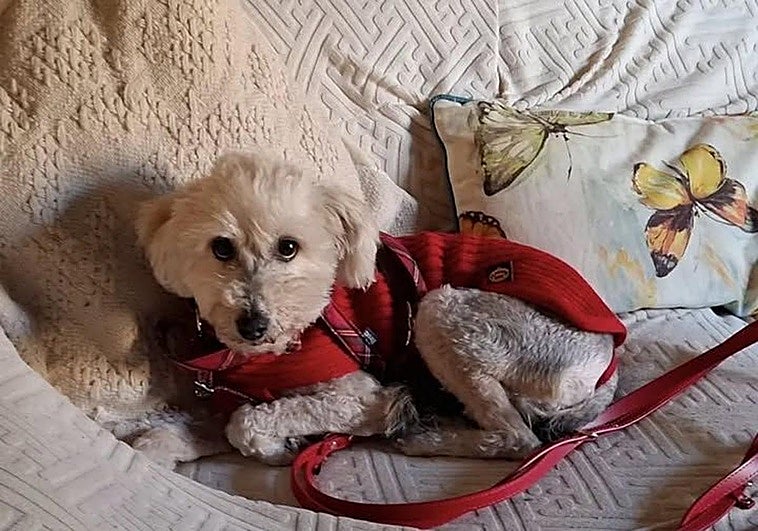 Una vecina de Orduña pide ayuda para encontrar a su perra desaparecida ...