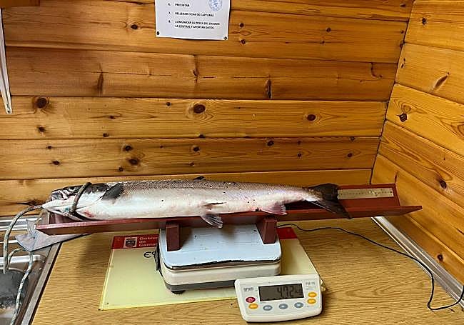 Un asturiano pesca el 'campanu' en el Nansa | El Diario Montañés