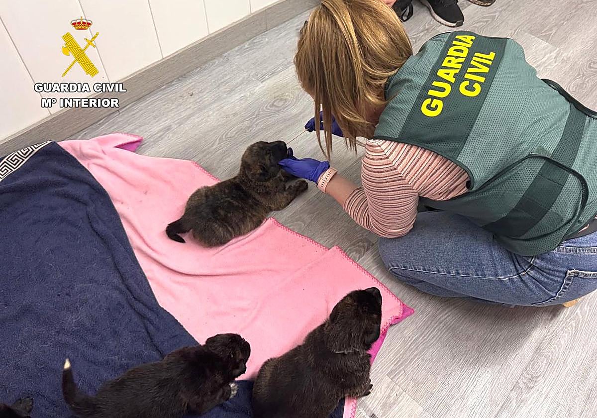 El ADN de los ocho cachorros que aparecieron en una bolsa colgada de un ...