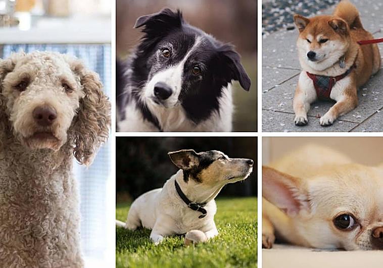 Las cinco razas de perro con mayor esperanza de vida | El Norte de Castilla