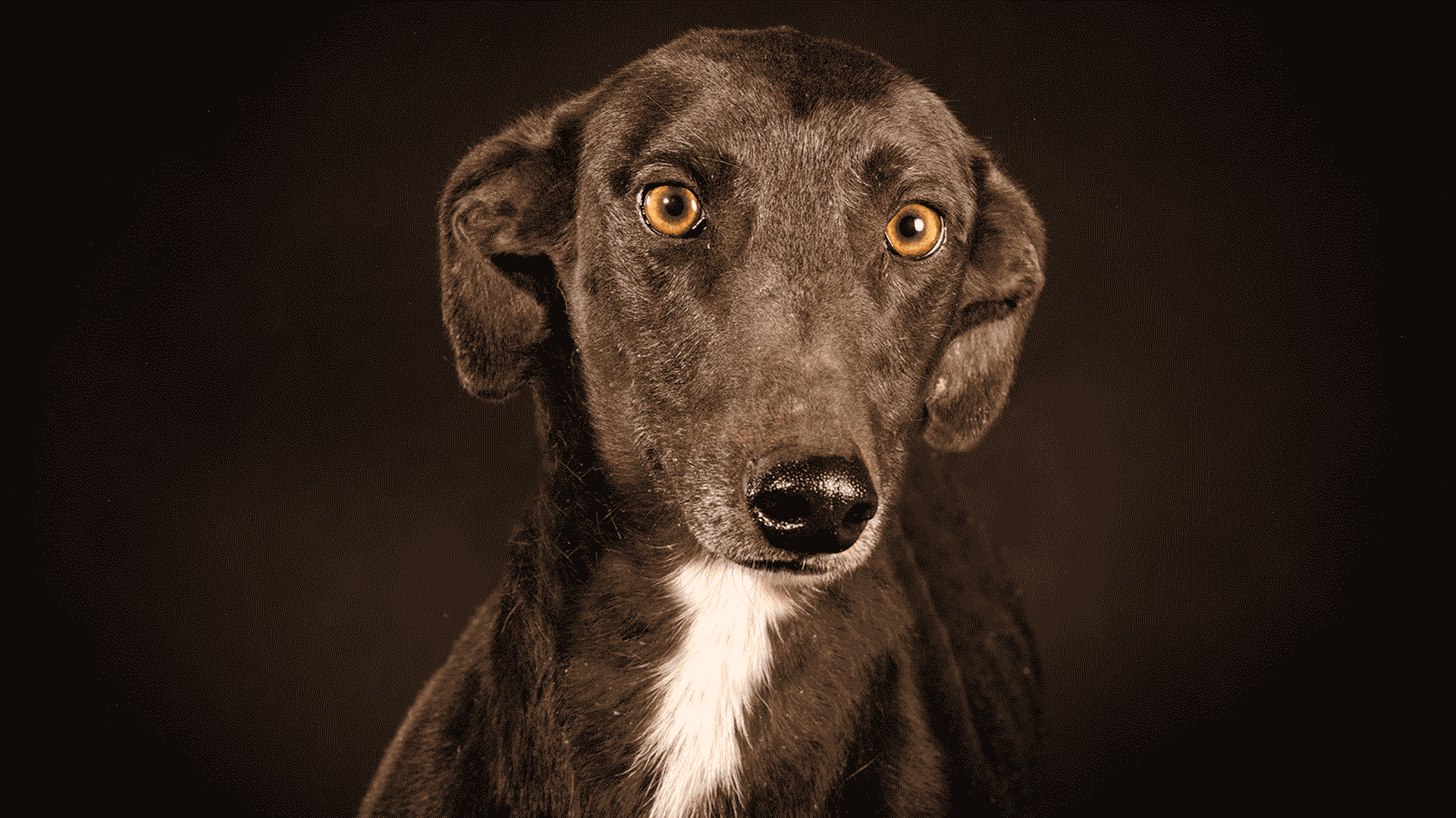 Estos perros de la Protectora de Valladolid buscan un hogar | El Norte ...