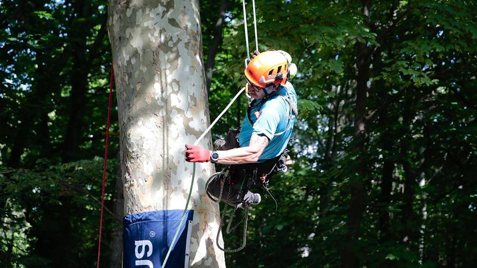 Valladolid: El Campo Grande decidirá quién es el mejor trepador de ...