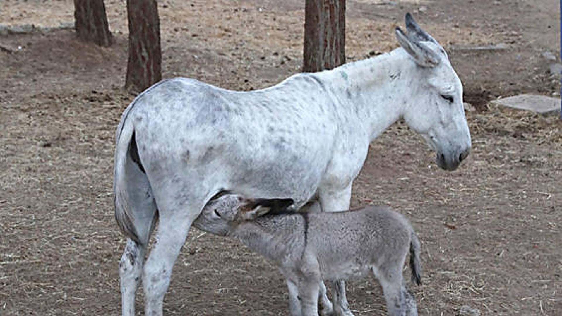 Valladolid: Una investigación avala la leche de burra para pacientes ...
