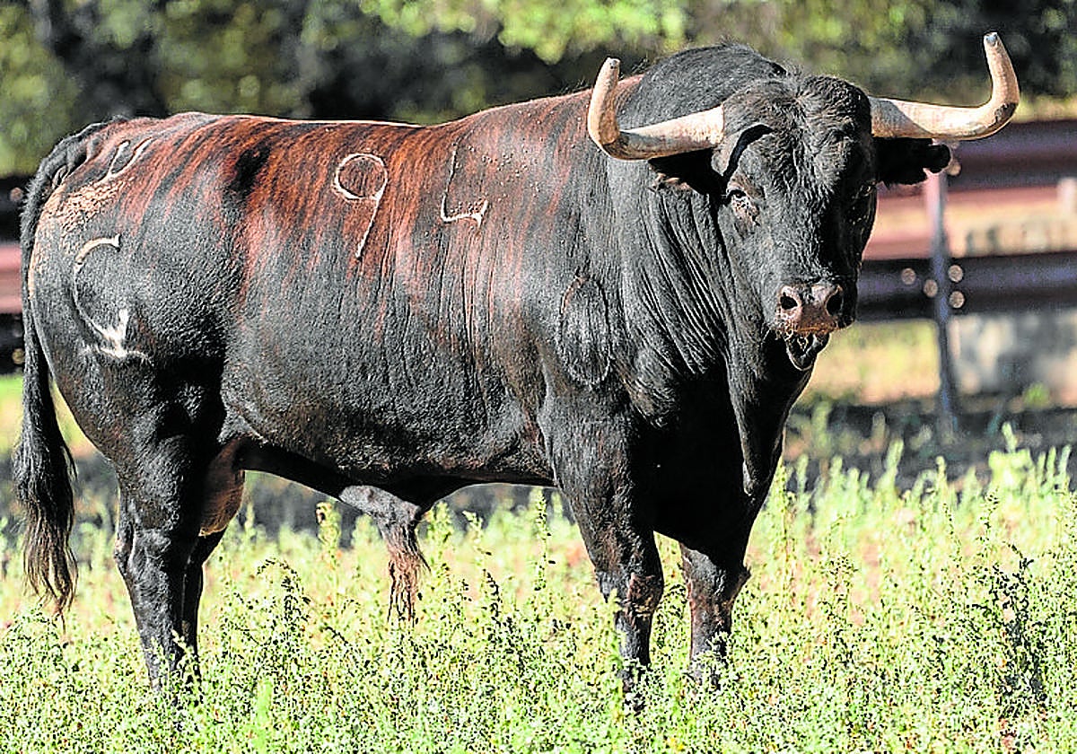 Todo listo en Tordesillas para la celebración del Toro de la Vega | El ...