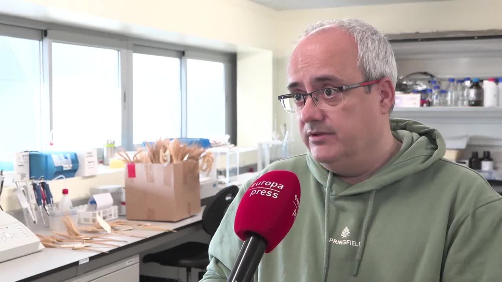 Investigadores de Cicytex recuperan 40 variedades de trigos antiguos con un sabor más intenso ...