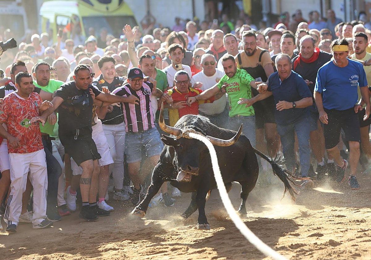 El Toro Enmaromado hace un recorrido irregular y acortado por las ...
