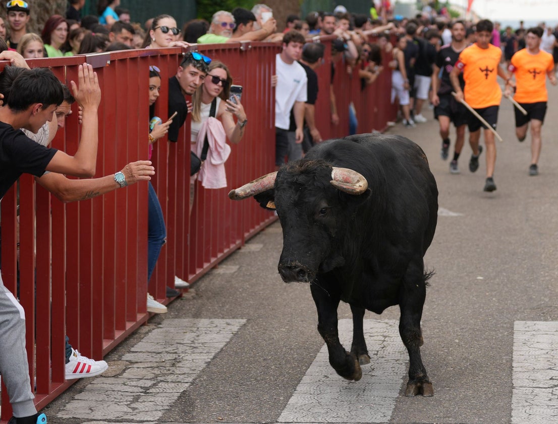 Las imágenes de los encierros de La Flecha este domingo | El Norte de ...
