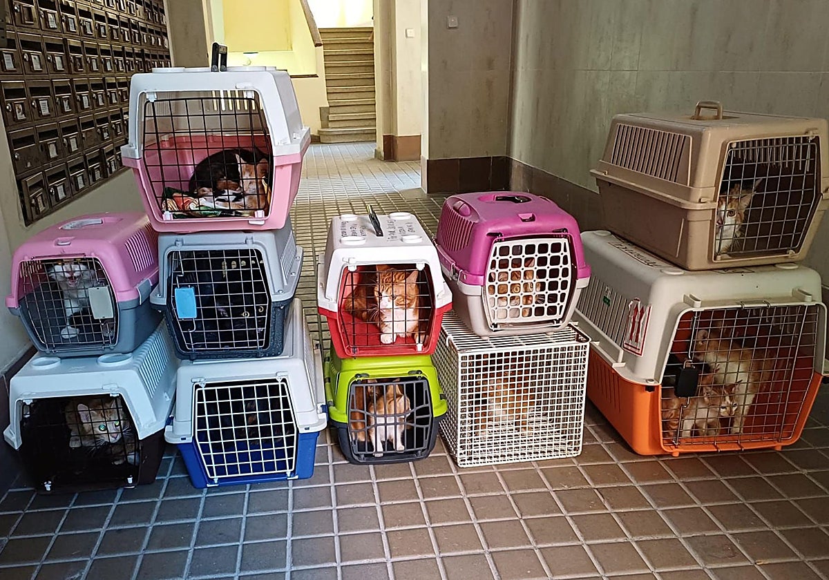 Investigan a la persona que convivía con 29 gatos por un presunto ...
