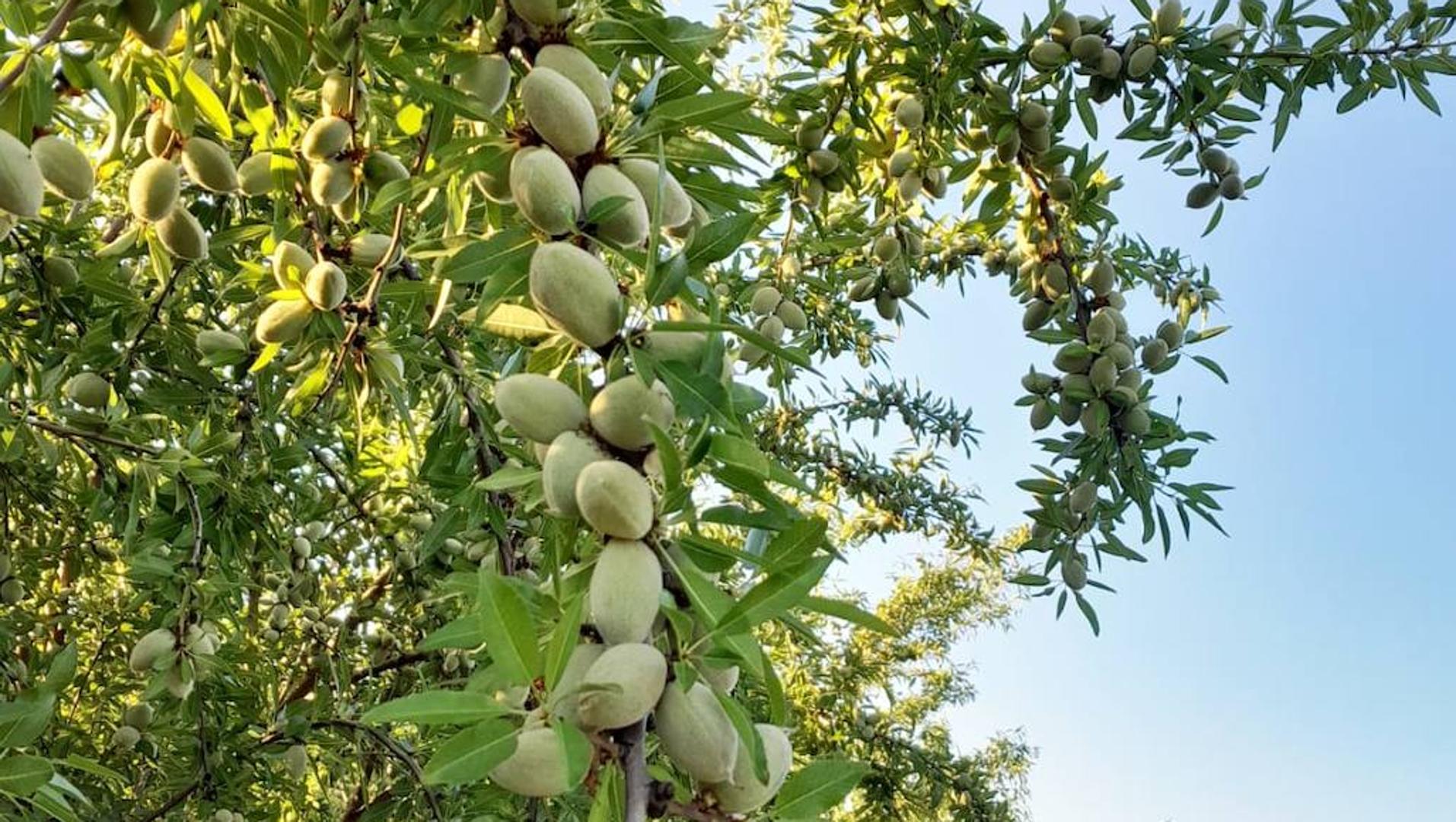 La empresa 'Almendras del Guadiana' invertirá diez millones de euros ...