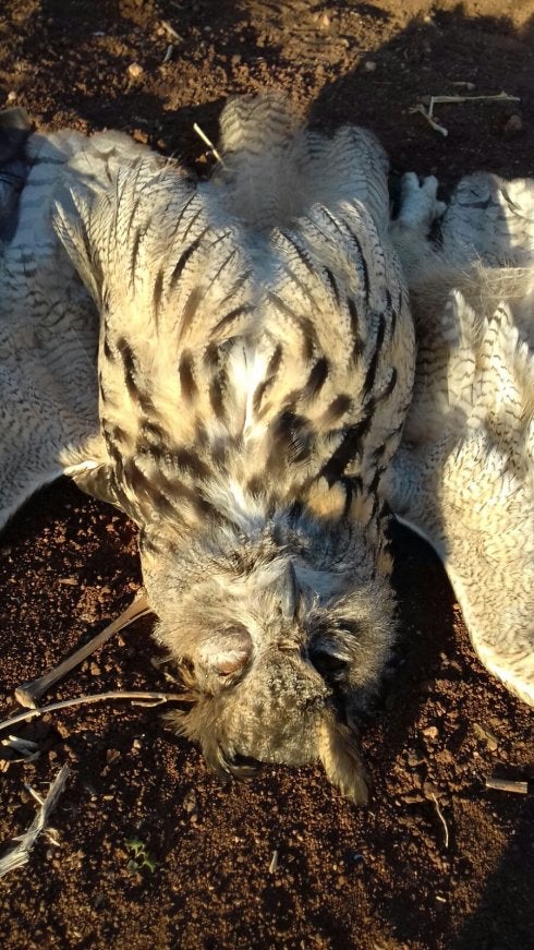 Halla en sus viñas de Almendralejo un búho real muerto | Hoy