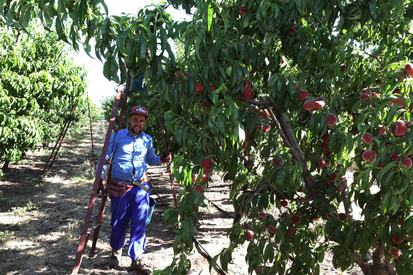 Fotos: La venta al exterior supone el 75% del mercado de la fruta ...