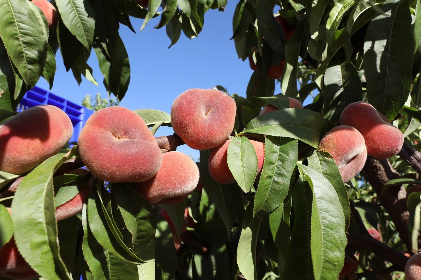 Fotos: La venta al exterior supone el 75% del mercado de la fruta ...