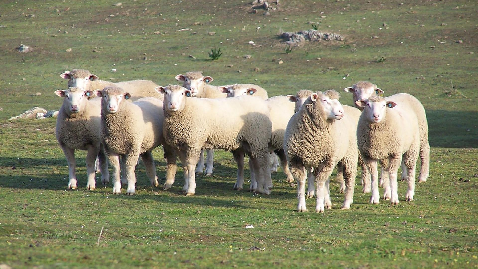 El ovino selecto se asienta en la comarca de la Serena | Hoy