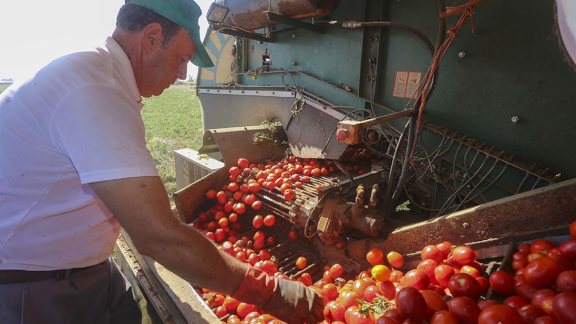 La cosecha de tomate roza los dos millones de toneladas | Hoy