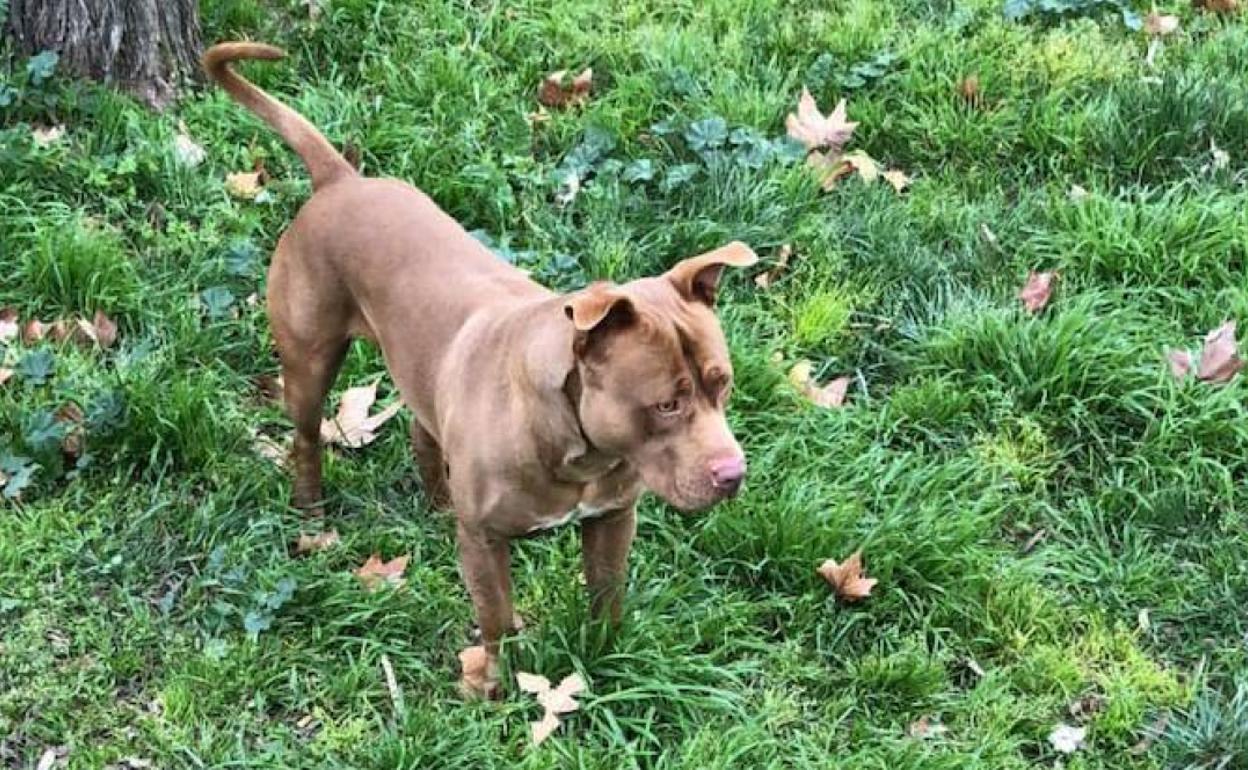 El dueño de un perro que atacó a dos mujeres en Cerro Gordo no tendrá ...