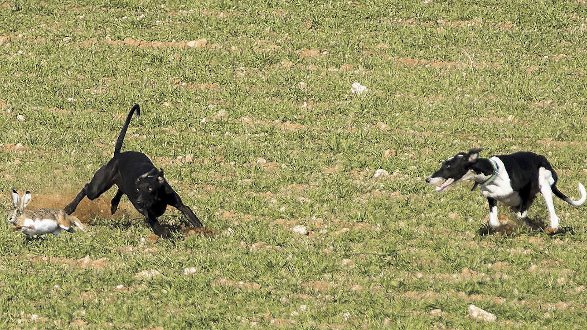 Ana Zafra: Galgos, podencos y viceversa | Hoy