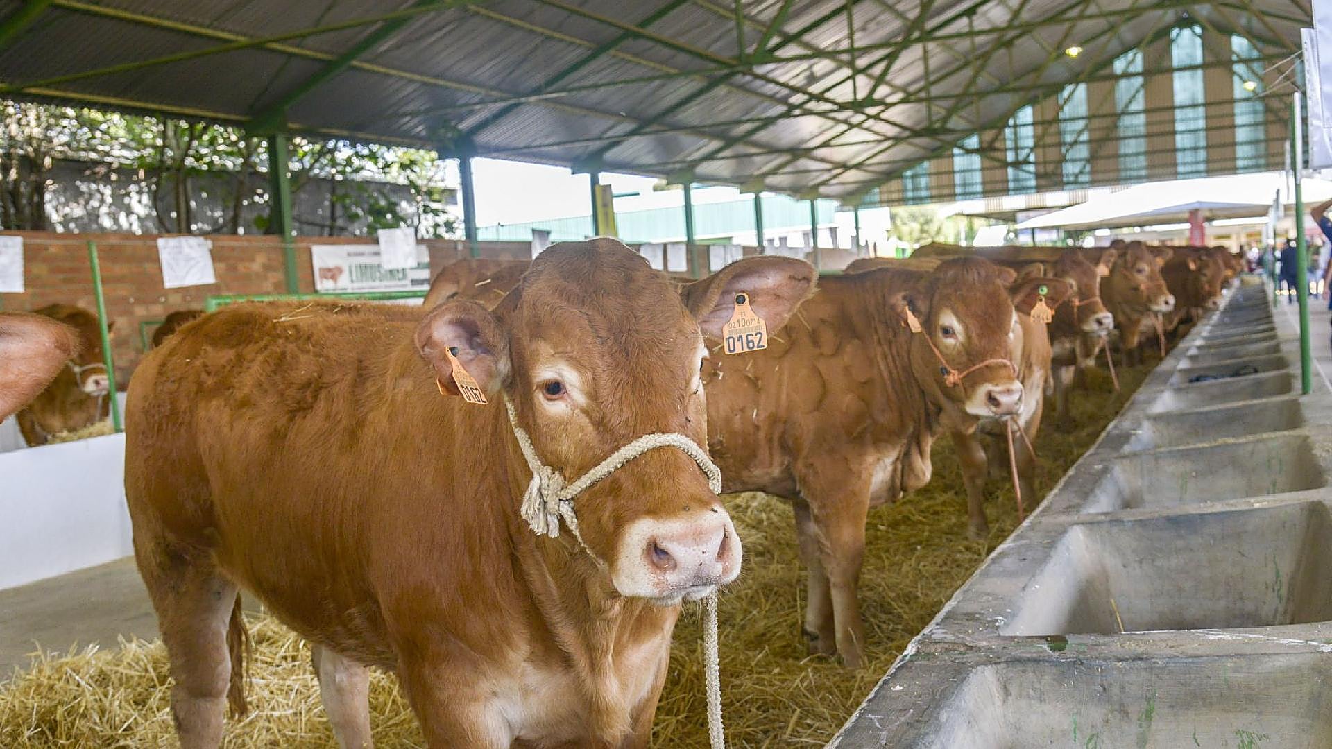 Vender vacas en El Rodeo | Hoy