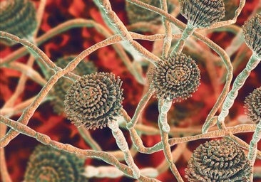 El hongo Aspergillus se expande en Europa: síntomas, causas y riesgos ...