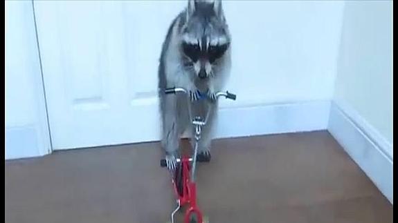 Un mapache que monta en bicicleta | Hoy