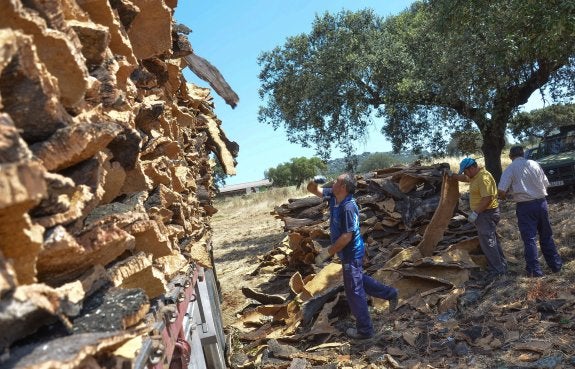 La producción de corcho llegará a las 24.000 toneladas esta campaña en ...