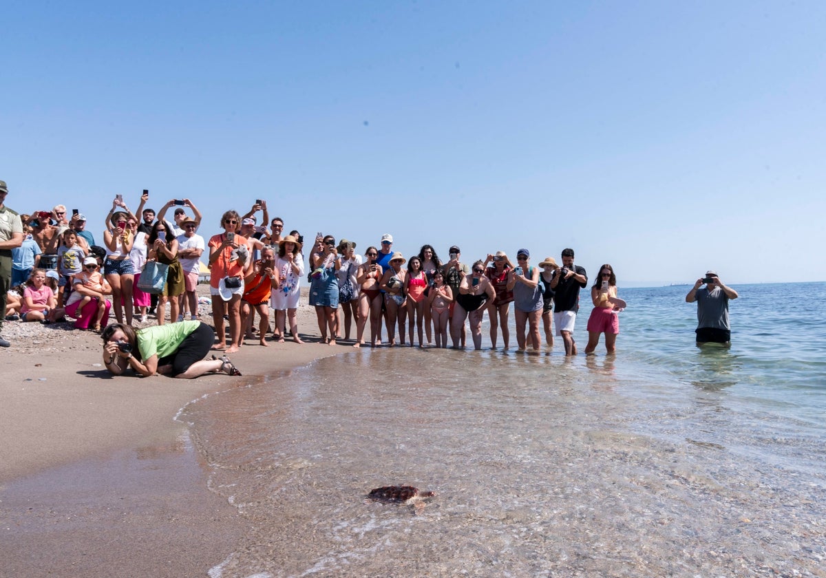 Almería, el santuario mediterráneo de la tortuga boba | Ideal