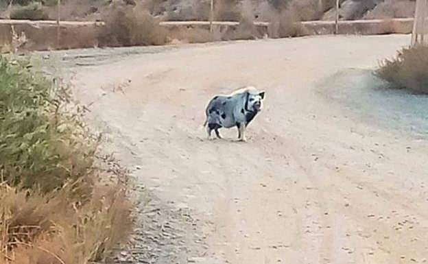 Así es el 'cerdolí' de Benahadux: el ejemplar salvaje que preocupa a ...