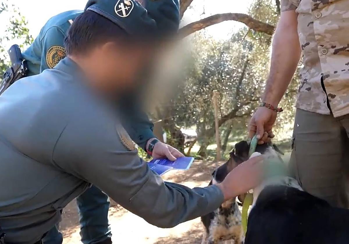 El detenido por mutilar 1.111 perros y alega que fue por funcionalidad ...