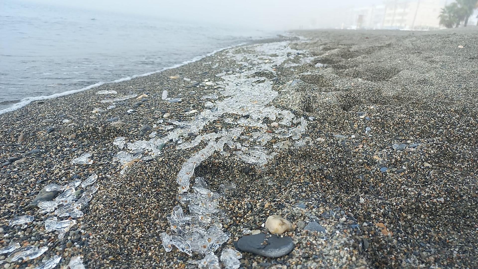 Un 'bloom' de salpas llena las playas de La Herradura | Ideal
