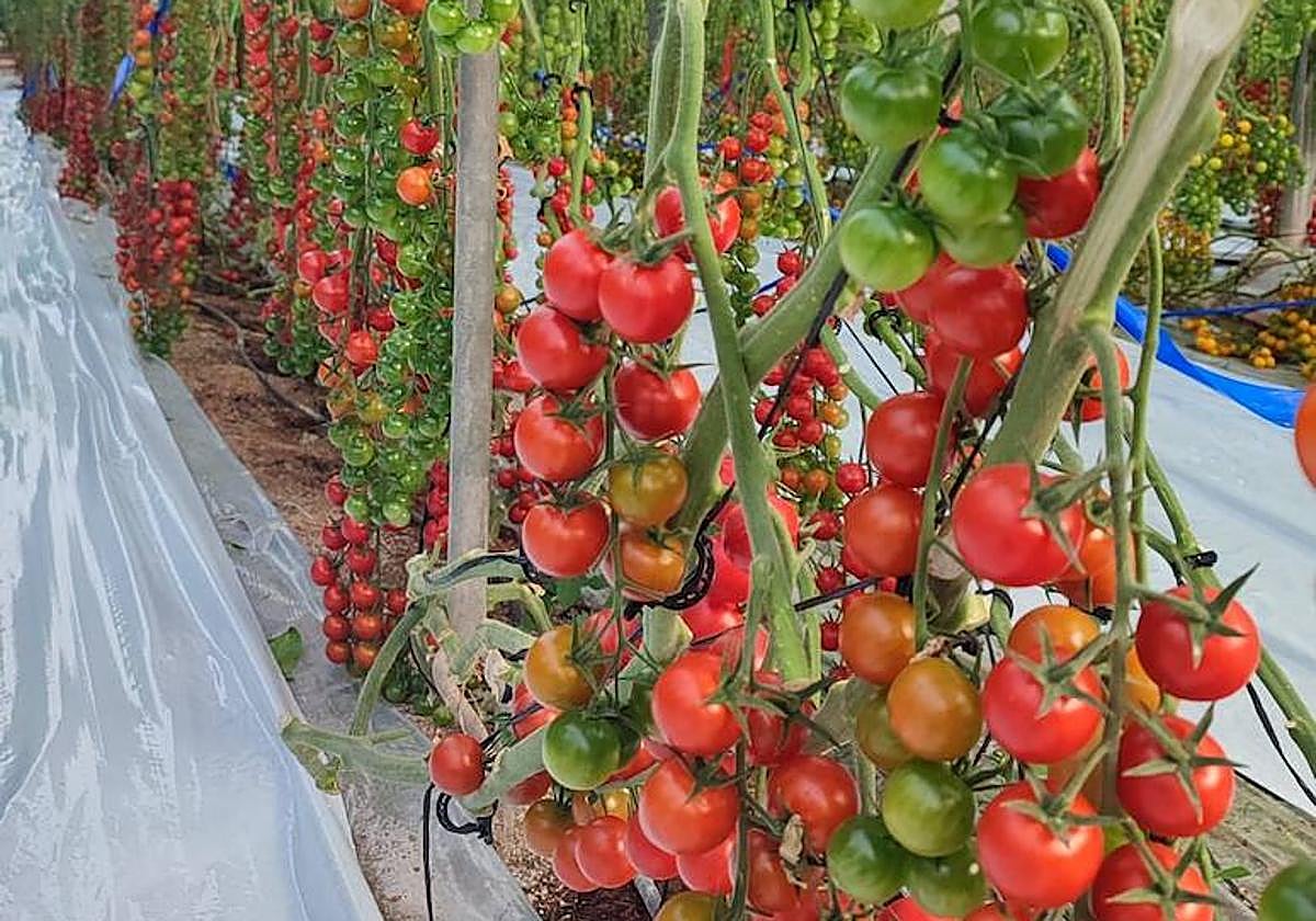 Rijk Zwaan lanza su amplio catálogo de variedades de tomate con alta ...