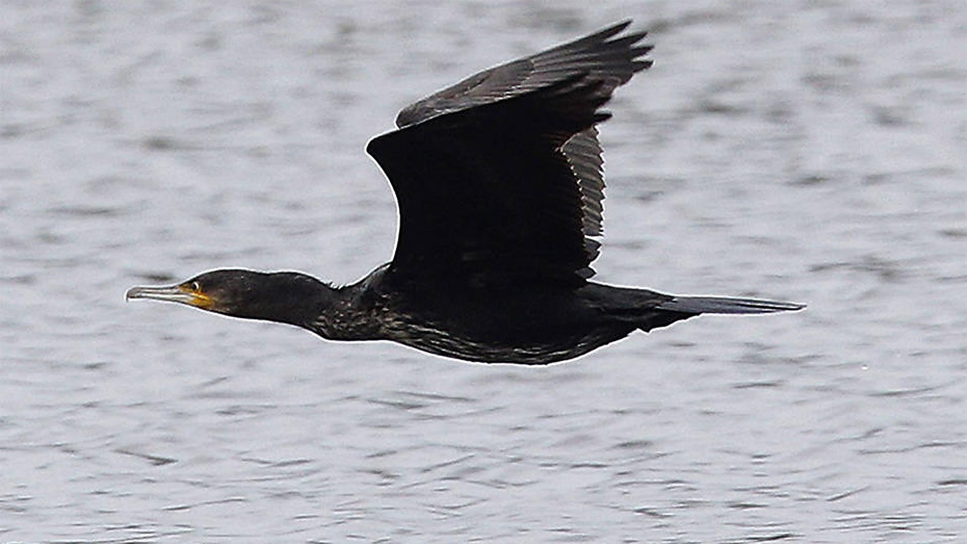Inician una campaña para localizar en acantilados nidos del cormorán ...