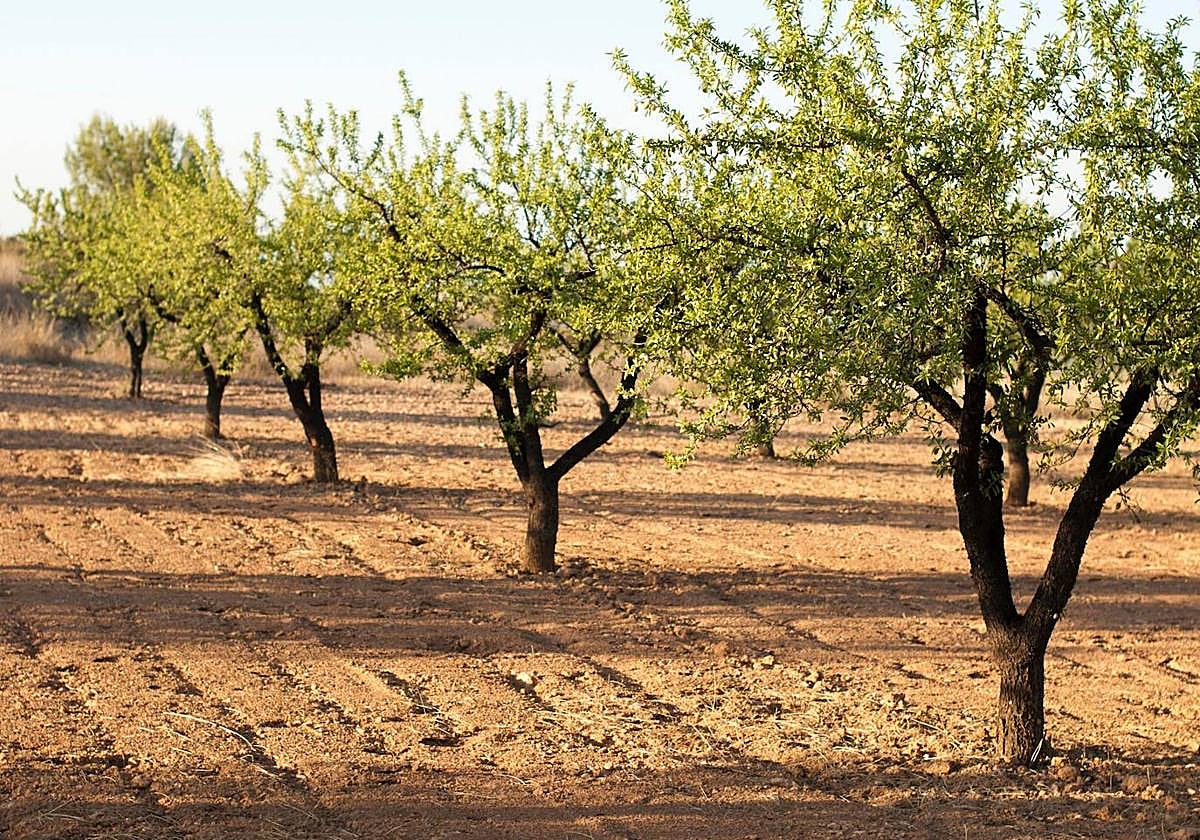 Agrocolor anuncia la apertura a exportación de almendra y uva a China ...