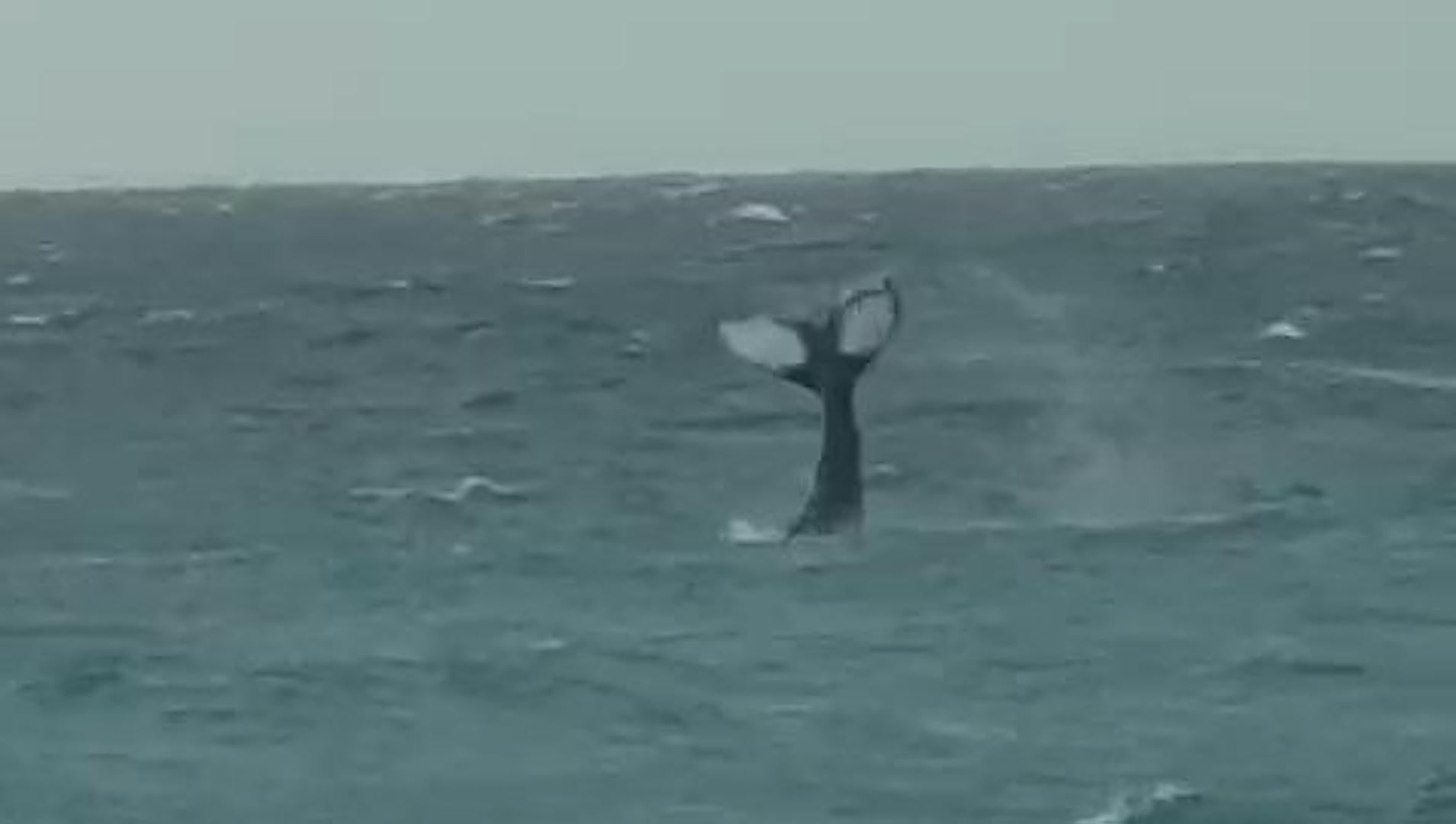 Impresionante avistamiento de una colosal ballena yubarta en Carchuna ...