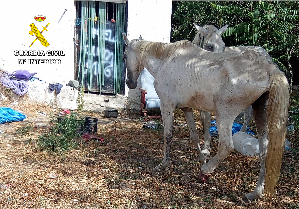 La Guardia Civil encuentra dos caballos en un estado lamentable en una ...