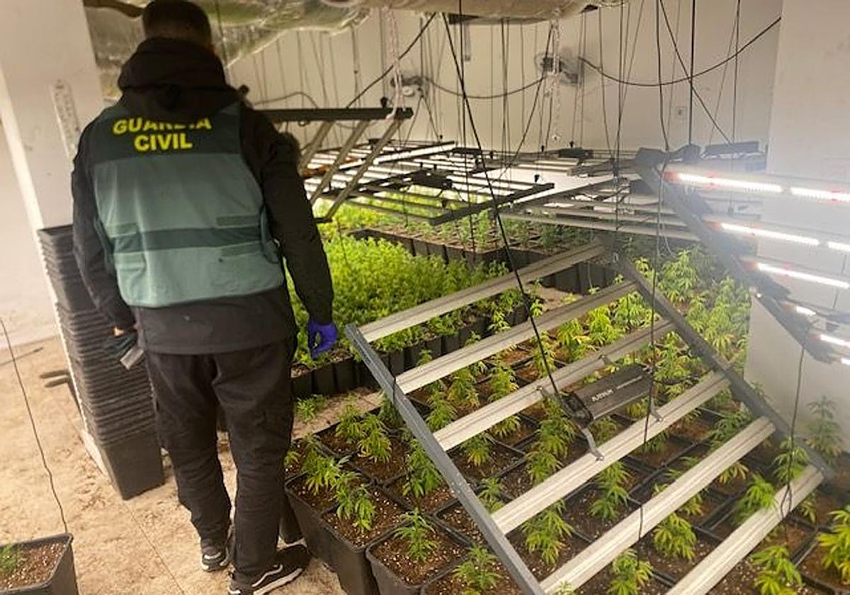 Más de mil plantas de marihuana intervenidas en una plantación ...