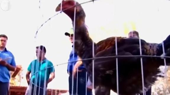 Increíble: Pollos gigantes de 8 kilos y casi un metro de altura | Ideal