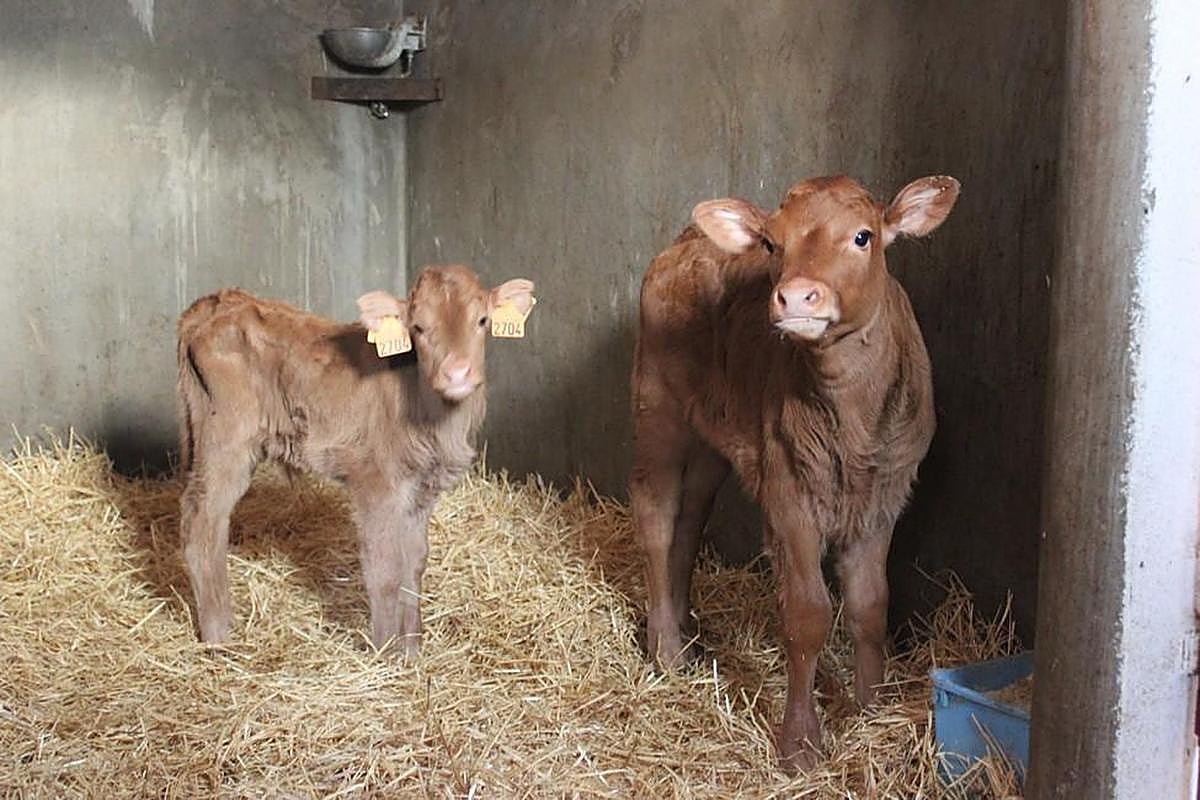 'Burreñito', el penúltimo becerro bravo criado a biberón | La Gaceta de ...