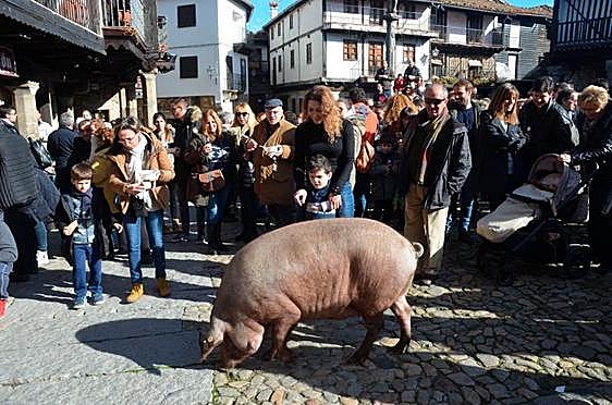 El marrano más famoso busca dueño | La Gaceta de Salamanca