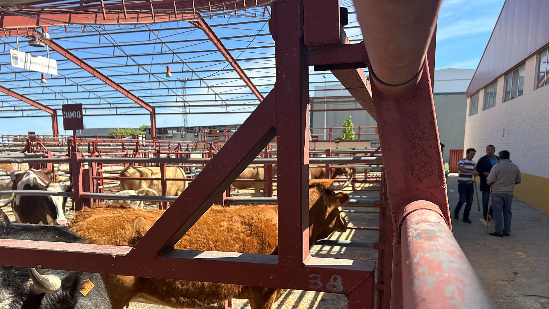 Atascos en los mataderos: se matan vacas por la sequía | La Gaceta de ...