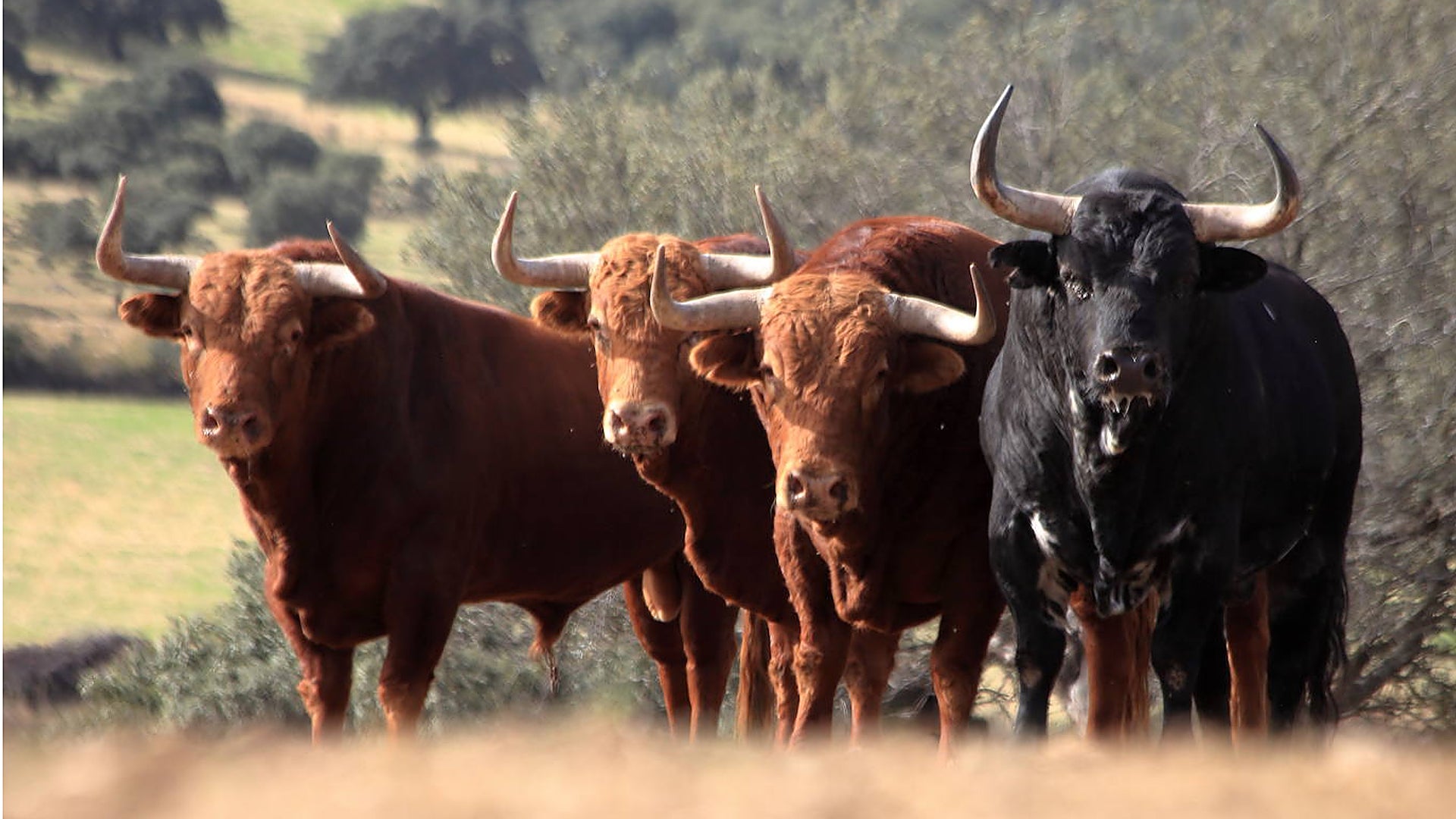 Alberto Encinas, nuevo veedor de Las Ventas en el Campo Charro | La ...