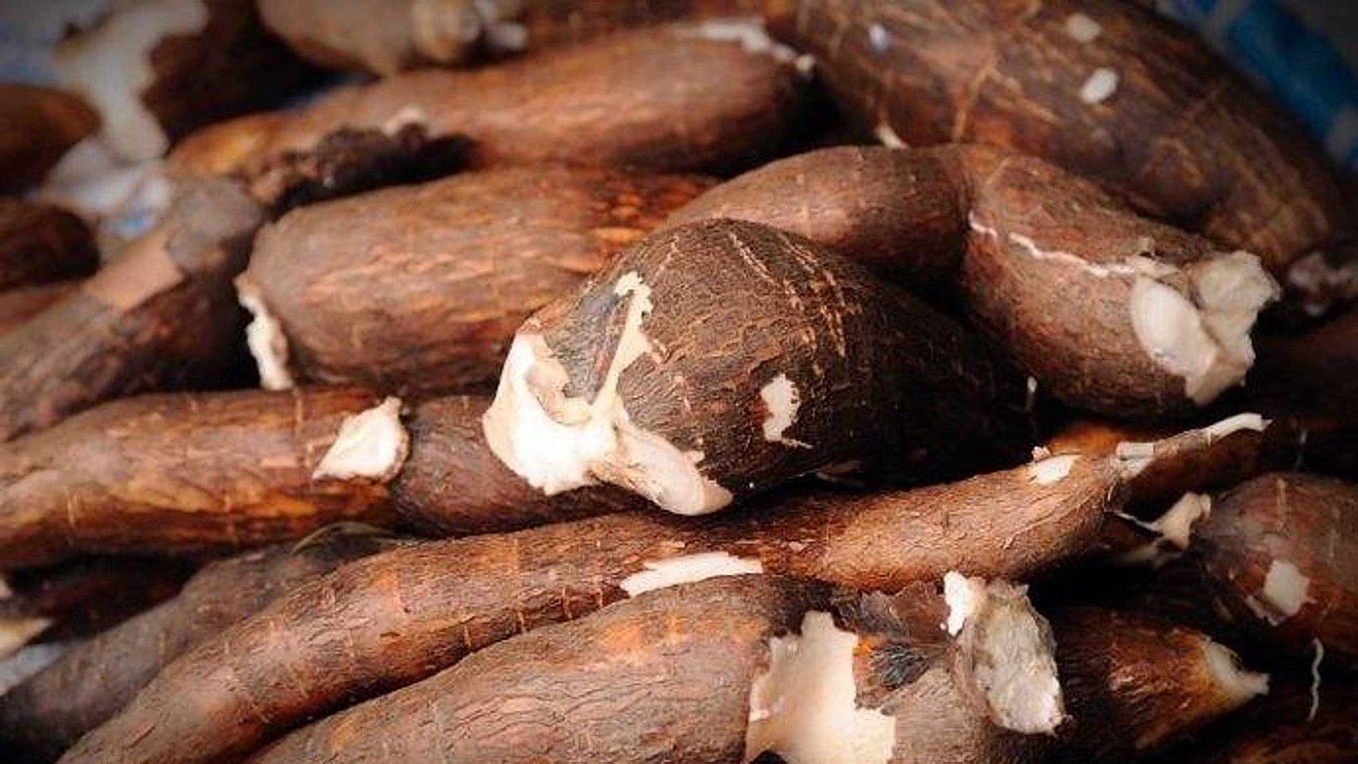 Los beneficios de la yuca para nuestro organismo | La Gaceta de Salamanca