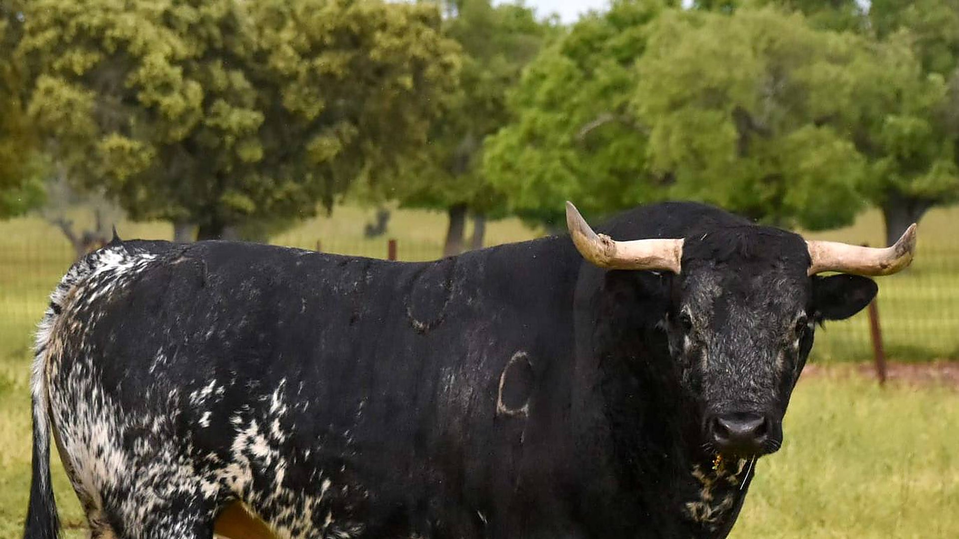 Vitigudino ya tiene fecha para el próximo Toro de Cajón | La Gaceta de ...