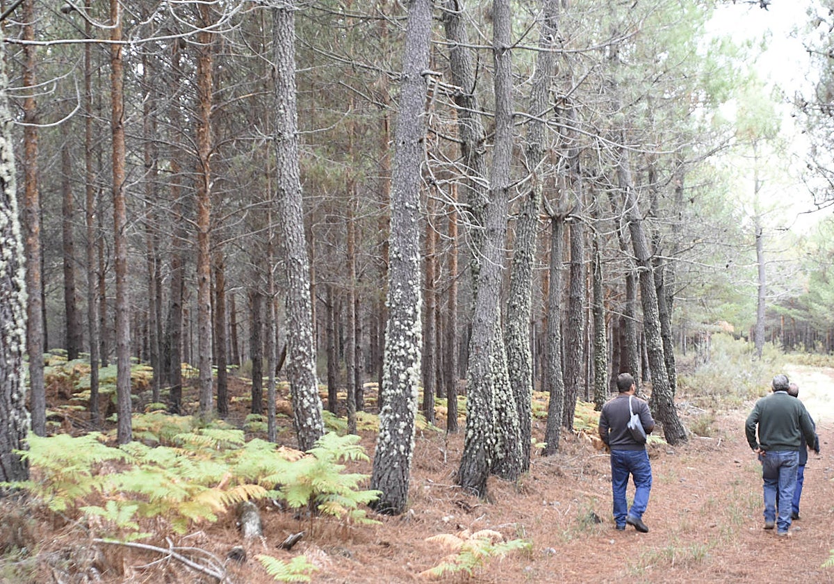 El Payo autoriza la llegada de fibra a través de un monte público | La ...