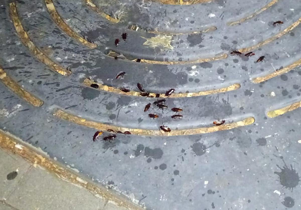 ¿Ha padecido alguna plaga de insectos este año? | La Gaceta de Salamanca